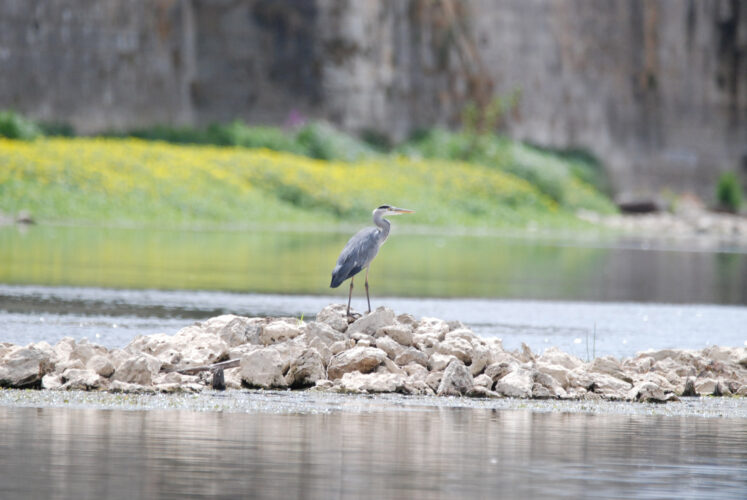 Regard(s) sur Loire | Observatoire Loire